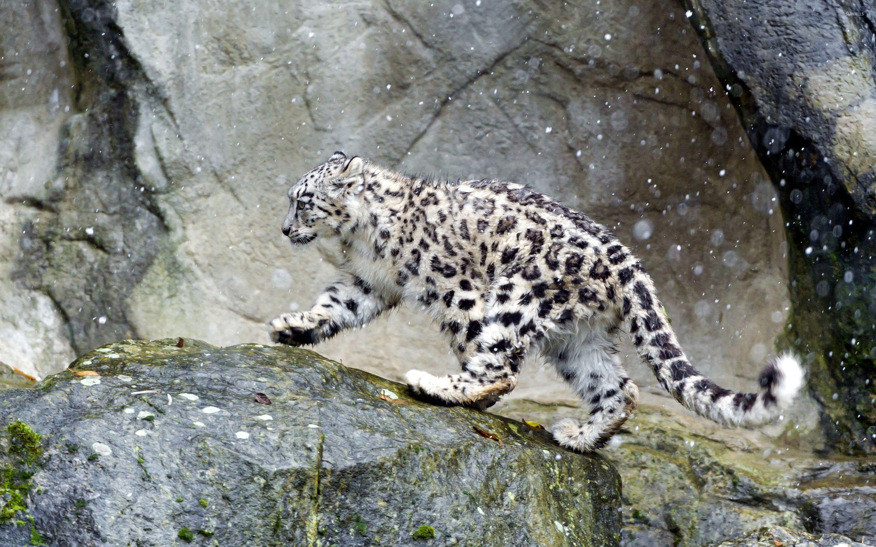 White Leopard Wallpapers - Top Free White Leopard Backgrounds ...