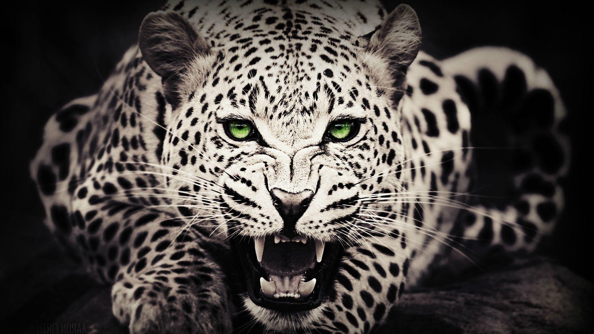 White Leopard Wallpapers - Top Free White Leopard Backgrounds ...