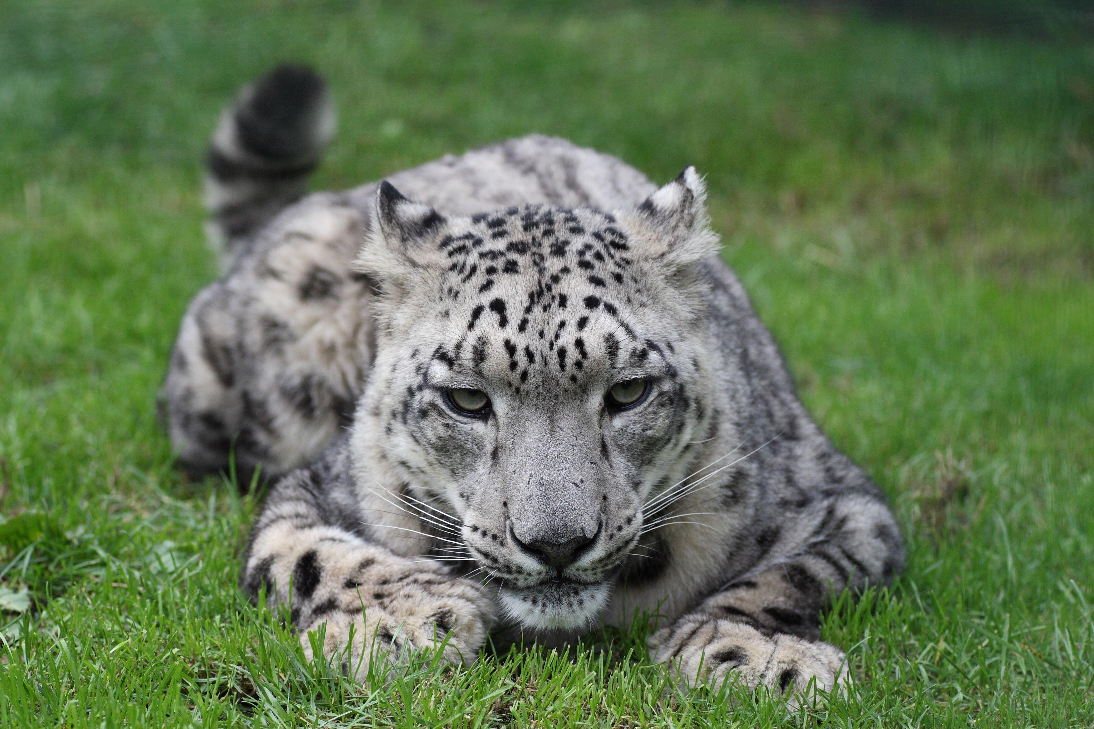 White Leopard Wallpapers - Top Free White Leopard Backgrounds ...