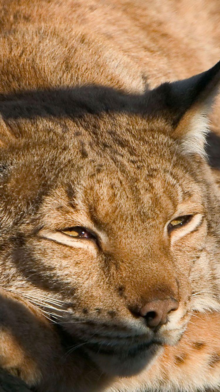 Animals Phone Wallpapers - Top Free Animals Phone Backgrounds ...