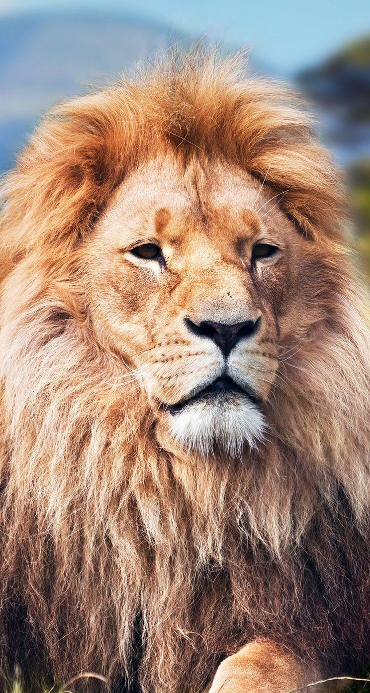 Animals Phone Wallpapers - Top Free Animals Phone Backgrounds ...