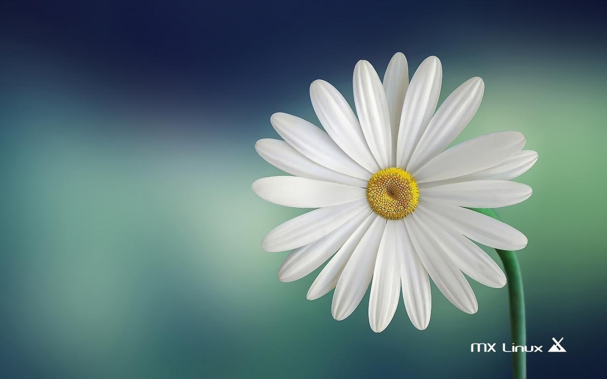MX Linux Wallpapers - Top Free MX Linux Backgrounds - WallpaperAccess