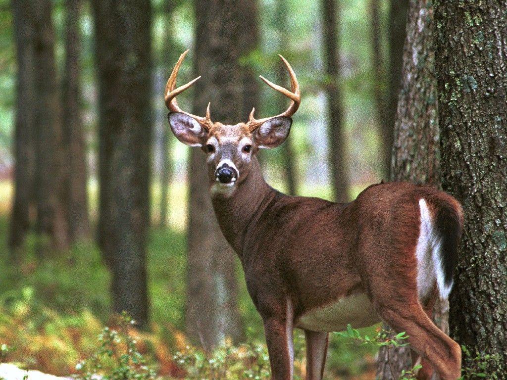 Buck Wallpapers - Top Free Buck Backgrounds - WallpaperAccess