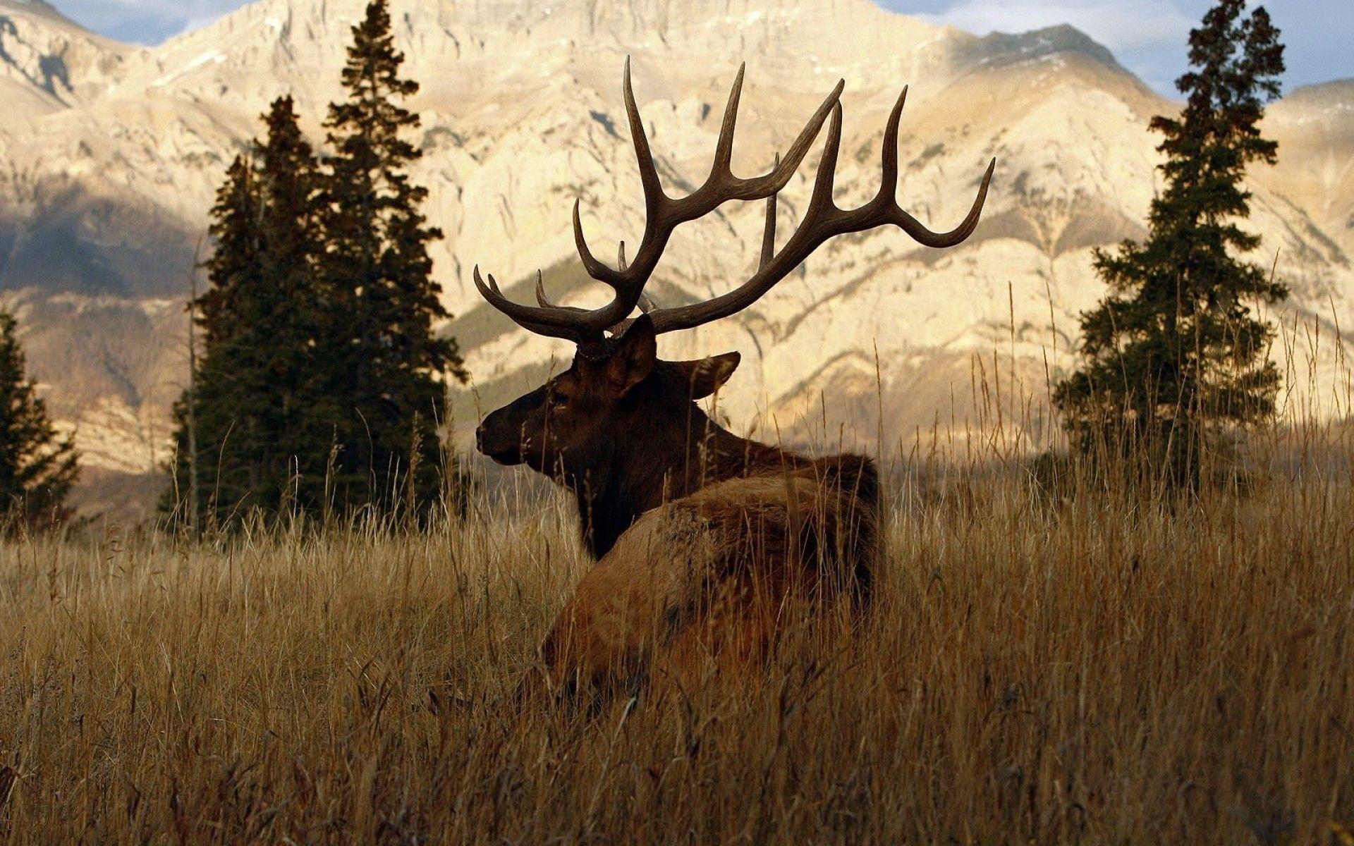 Buck Wallpapers - Top Free Buck Backgrounds - WallpaperAccess