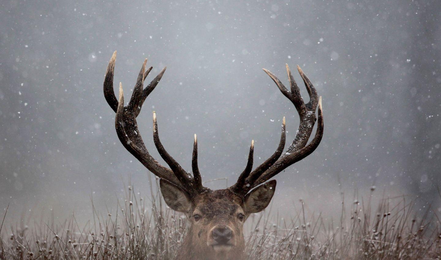 Buck Wallpapers - Top Free Buck Backgrounds - WallpaperAccess