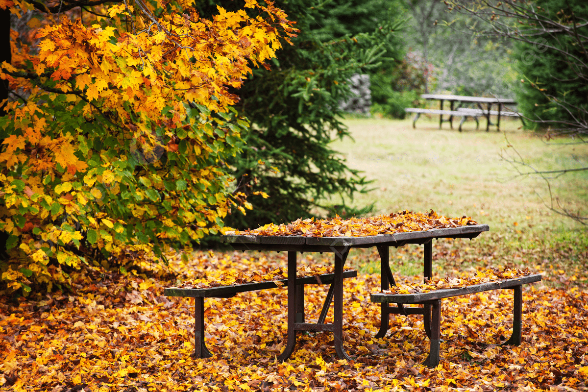 Picnic Table Wallpapers - Top Free Picnic Table Backgrounds ...