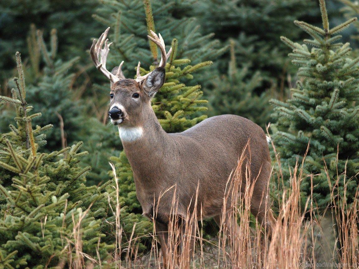 Buck Wallpapers - Top Free Buck Backgrounds - WallpaperAccess