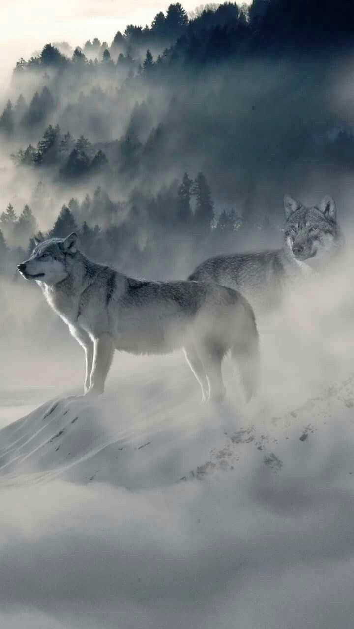 Beautiful Wolves Wallpapers - Top Free Beautiful Wolves Backgrounds ...