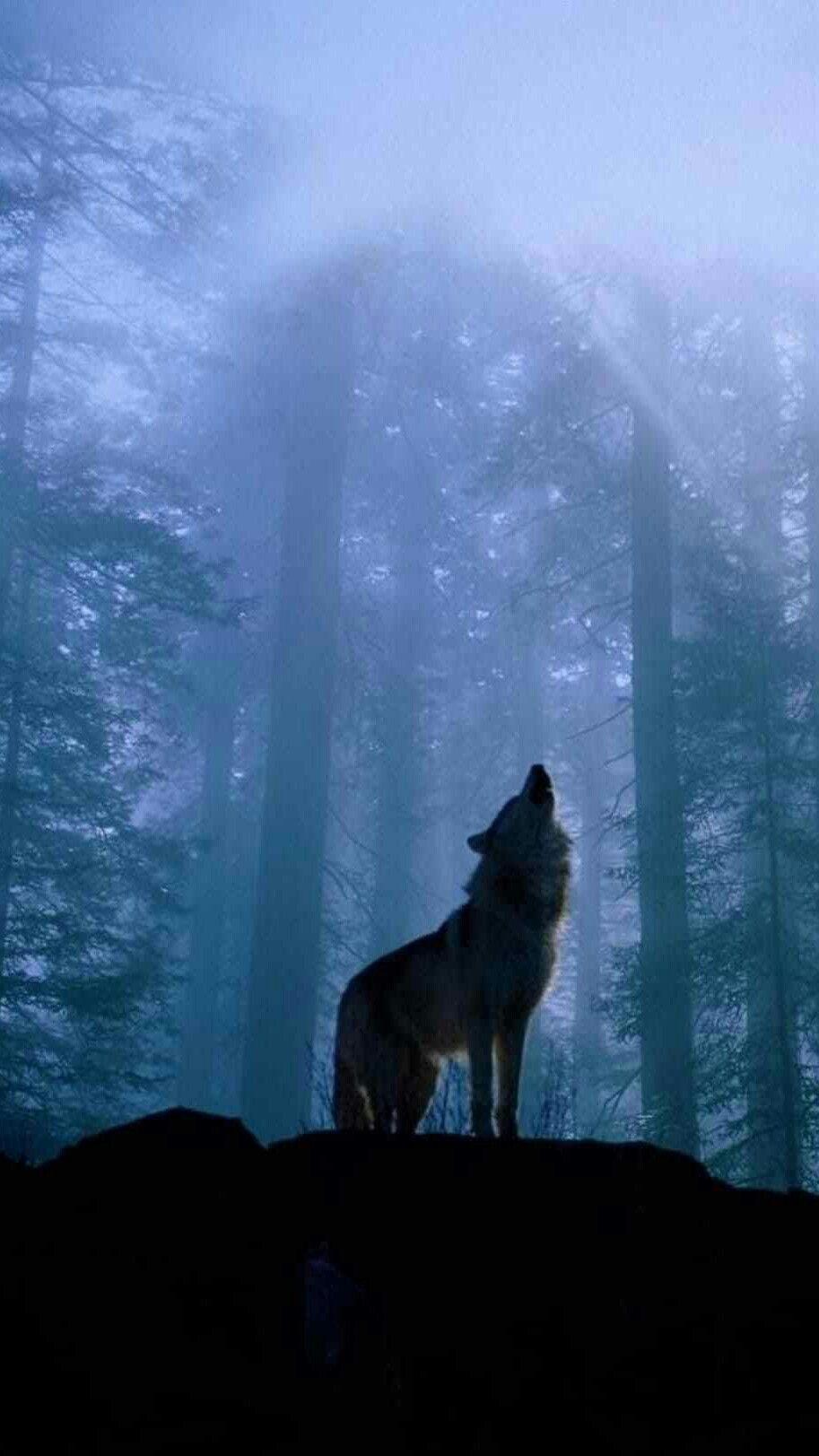 Beautiful Wolves Wallpapers - Top Free Beautiful Wolves Backgrounds ...