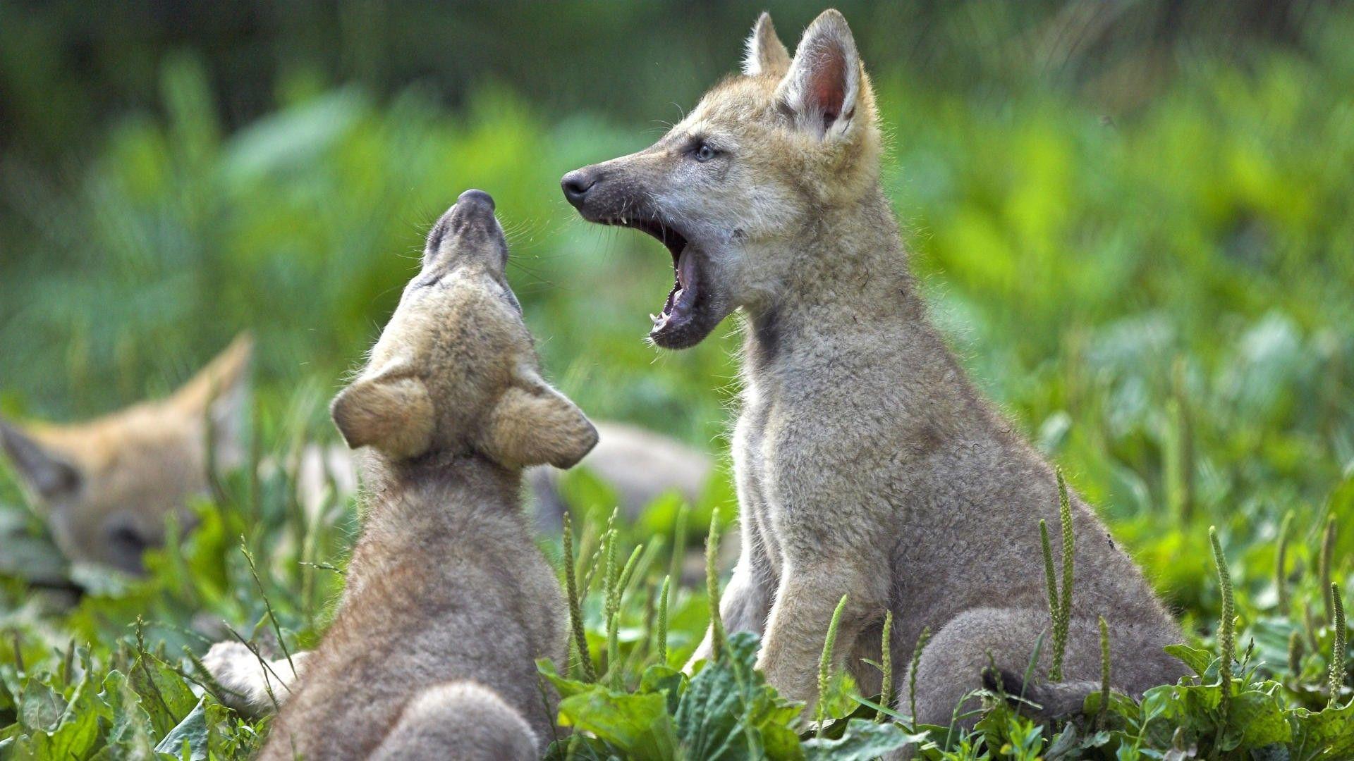 Baby Wolves Wallpapers - Top Free Baby Wolves Backgrounds - WallpaperAccess