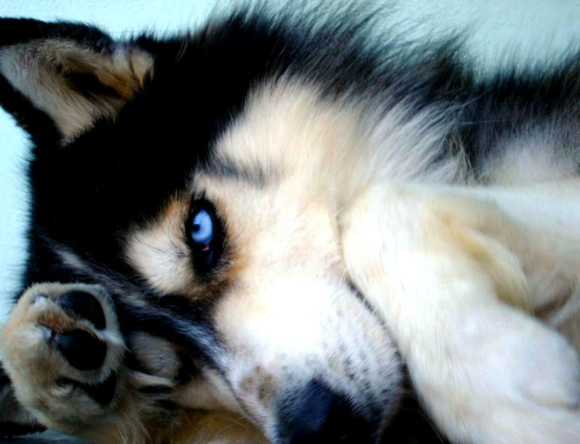 Beautiful Wolves Wallpapers - Top Free Beautiful Wolves Backgrounds ...