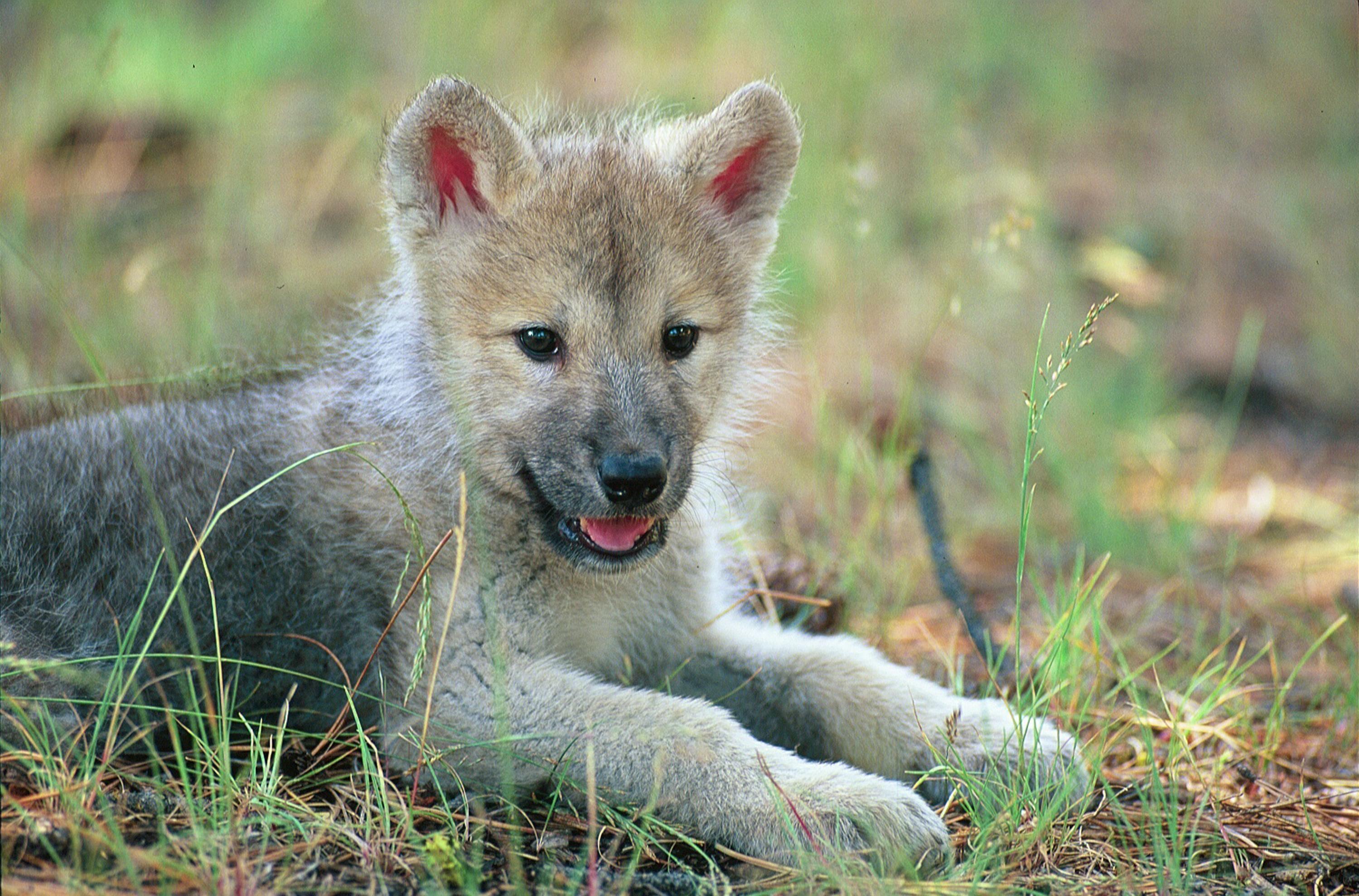 Baby Wolf Wallpapers - Top Free Baby Wolf Backgrounds - WallpaperAccess
