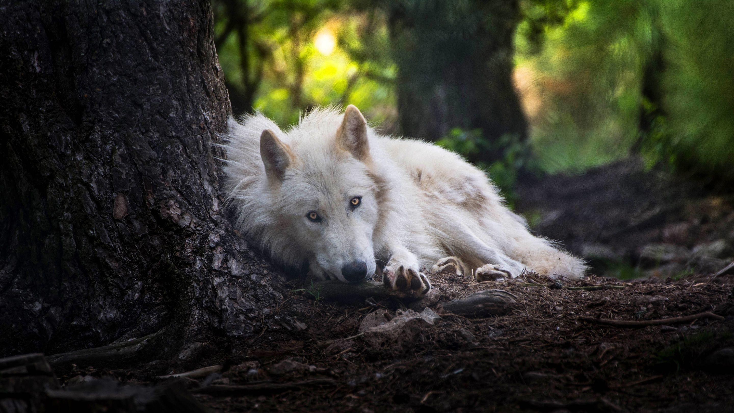 White Wolves Wallpapers - Top Free White Wolves Backgrounds ...