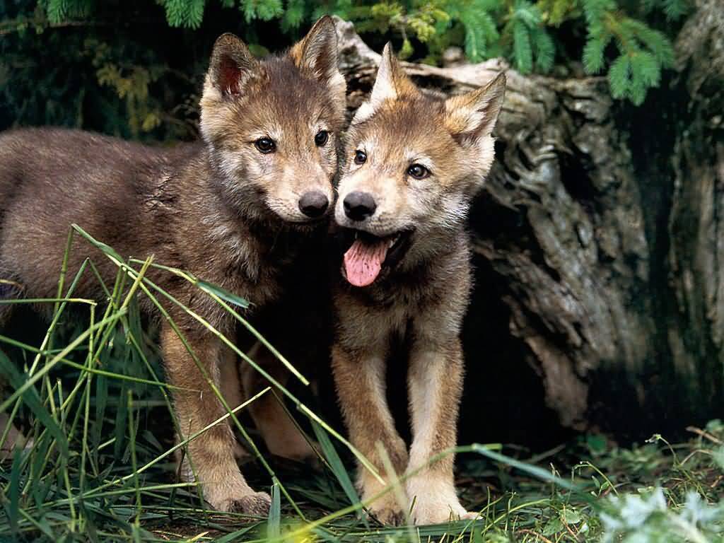 Baby Wolves Wallpapers - Top Free Baby Wolves Backgrounds - WallpaperAccess