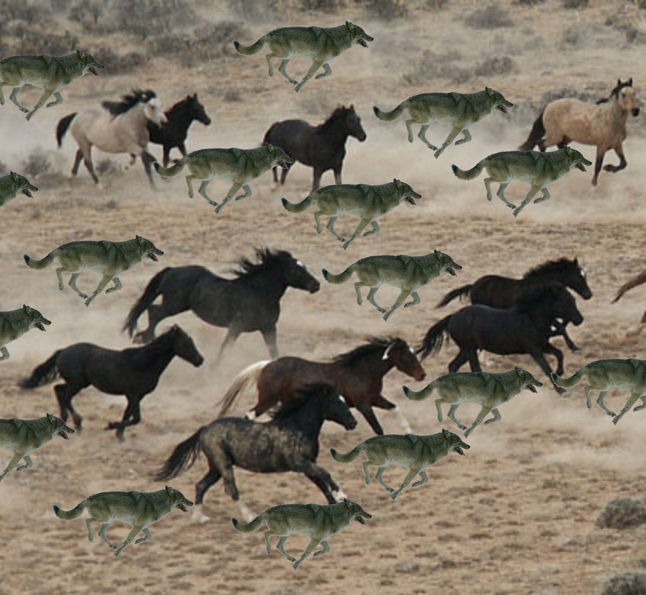 Horses and Wolves Wallpapers - Top Free Horses and Wolves Backgrounds ...