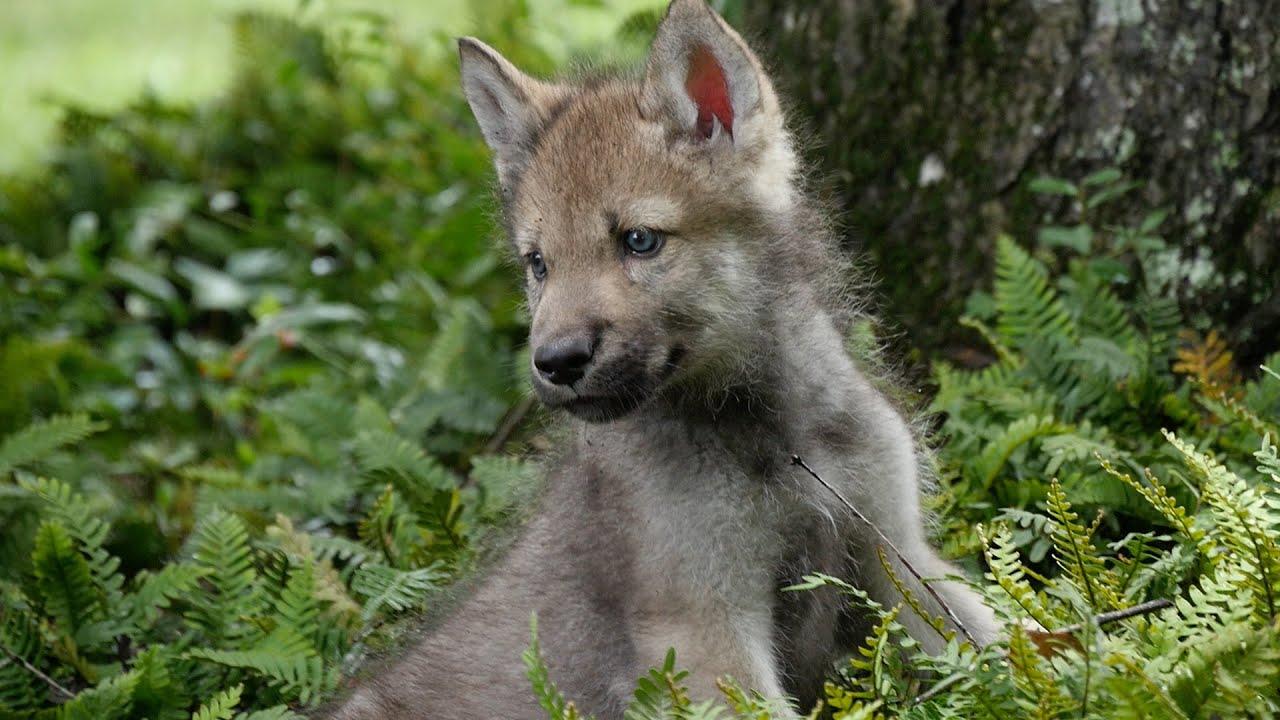 Baby Wolves Wallpapers - Top Free Baby Wolves Backgrounds - WallpaperAccess