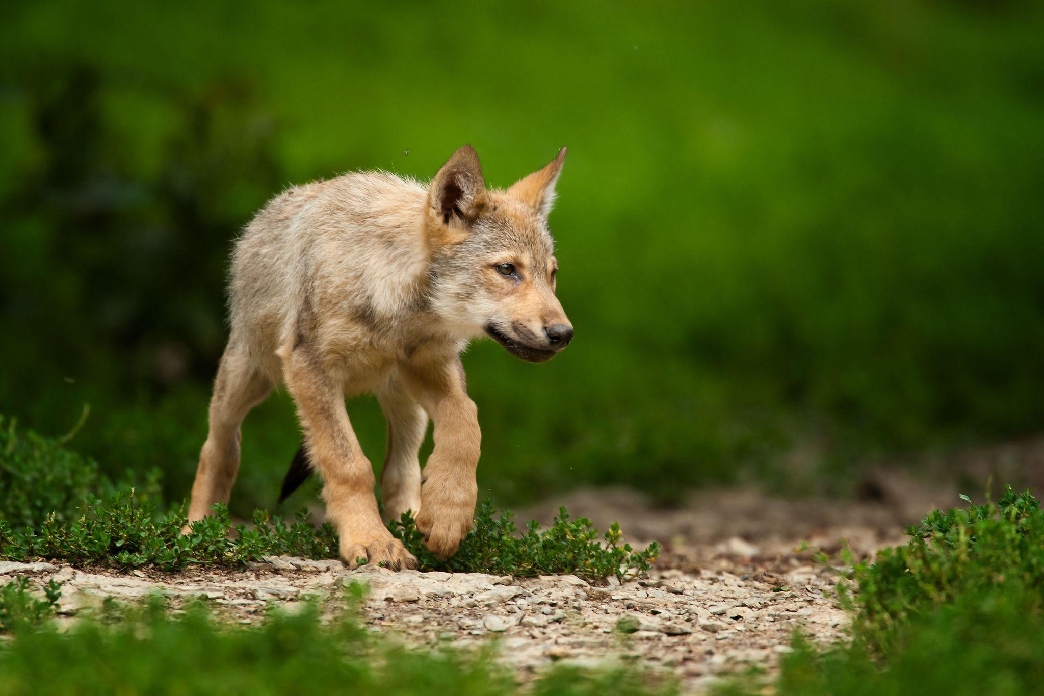 Baby Wolves Wallpapers - Top Free Baby Wolves Backgrounds - WallpaperAccess