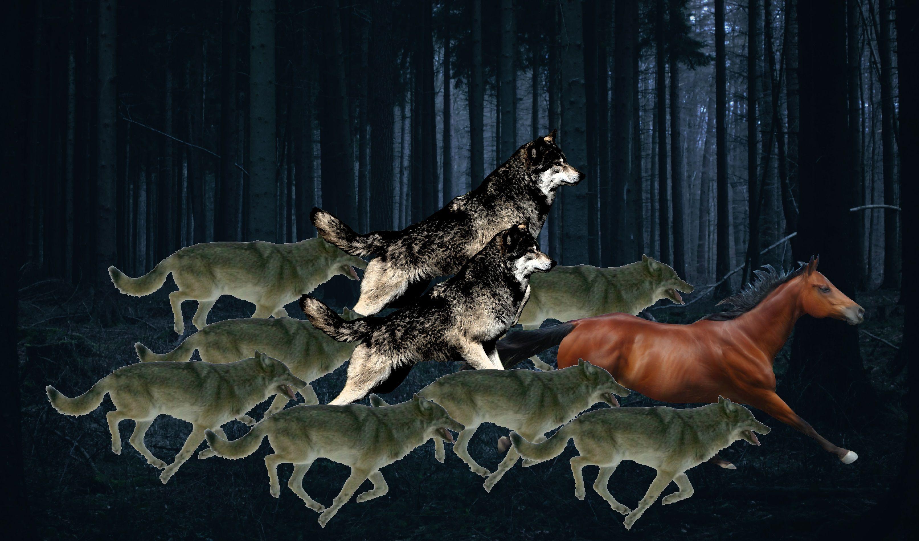 Horses and Wolves Wallpapers - Top Free Horses and Wolves Backgrounds ...