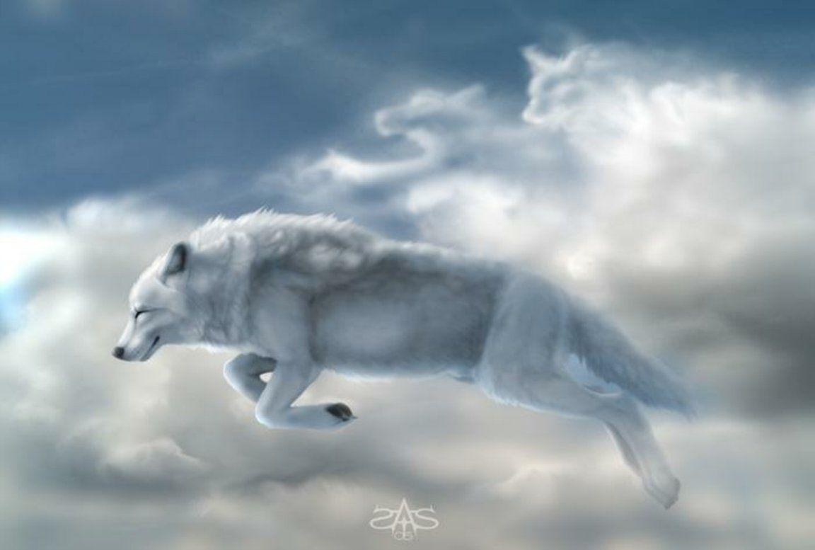 White Wolves Wallpapers - Top Free White Wolves Backgrounds ...