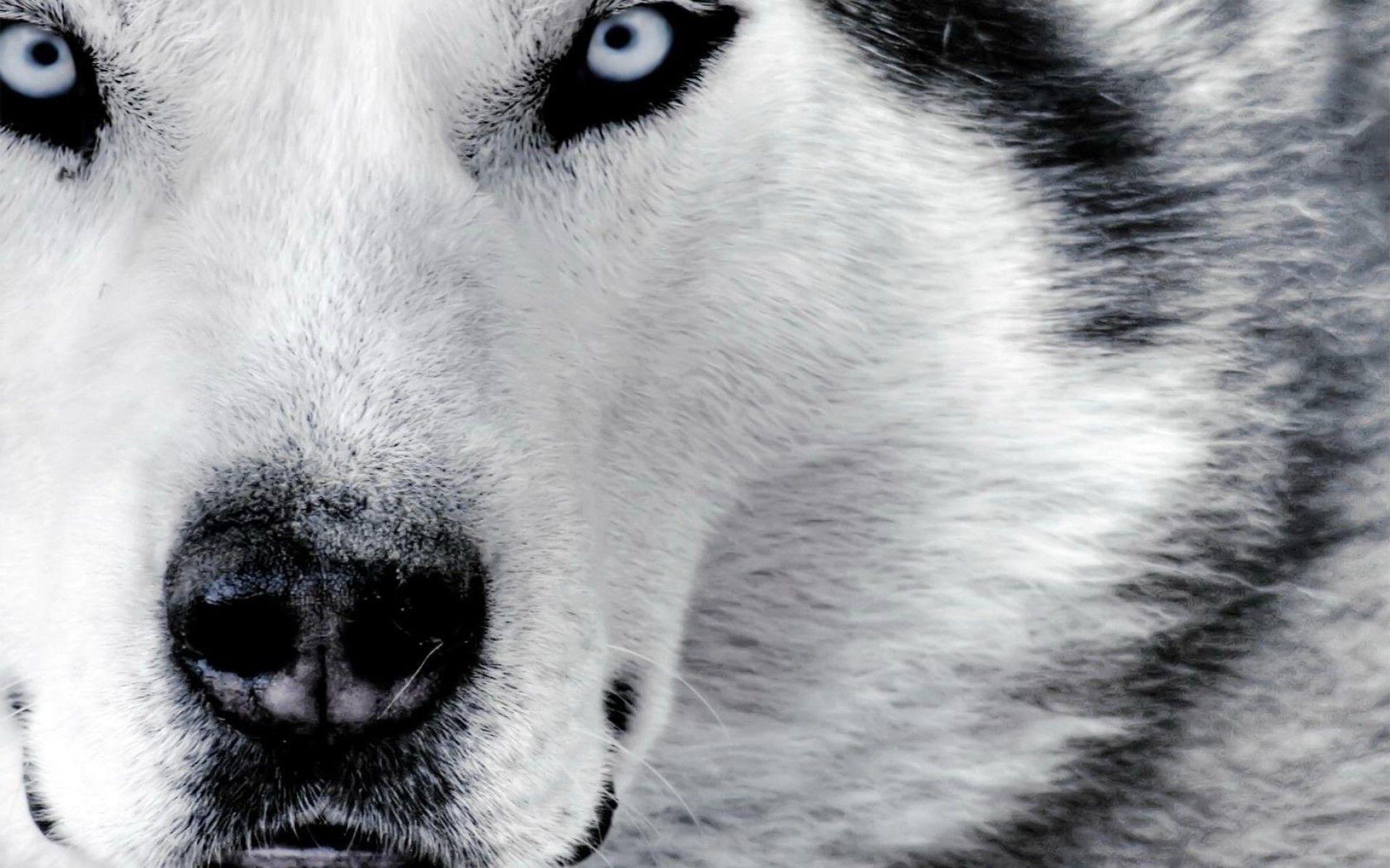 White Wolves Wallpapers - Top Free White Wolves Backgrounds ...