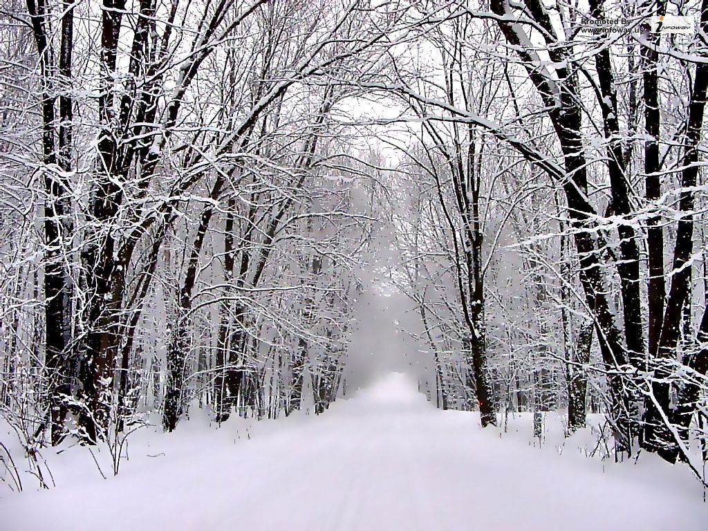 Snowy Woods Wallpapers - Top Free Snowy Woods Backgrounds - WallpaperAccess