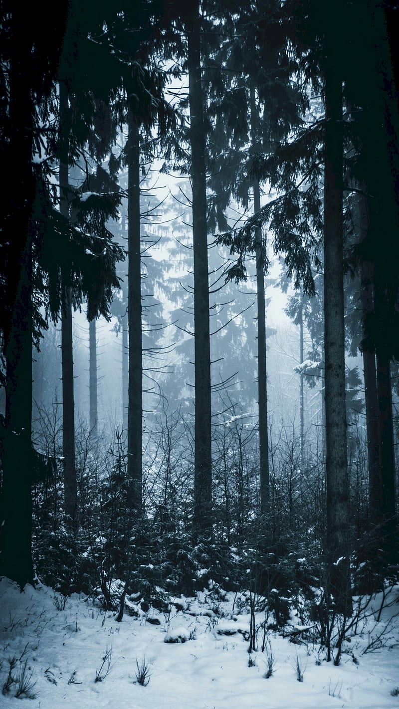 Snowy Woods Wallpapers - Top Free Snowy Woods Backgrounds - WallpaperAccess