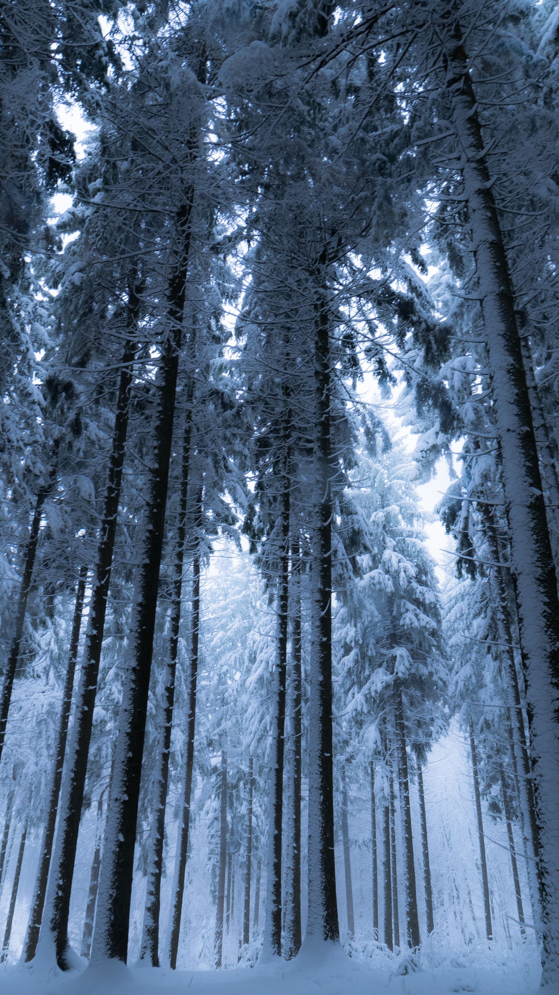 Snowy Woods Wallpapers - Top Free Snowy Woods Backgrounds - WallpaperAccess
