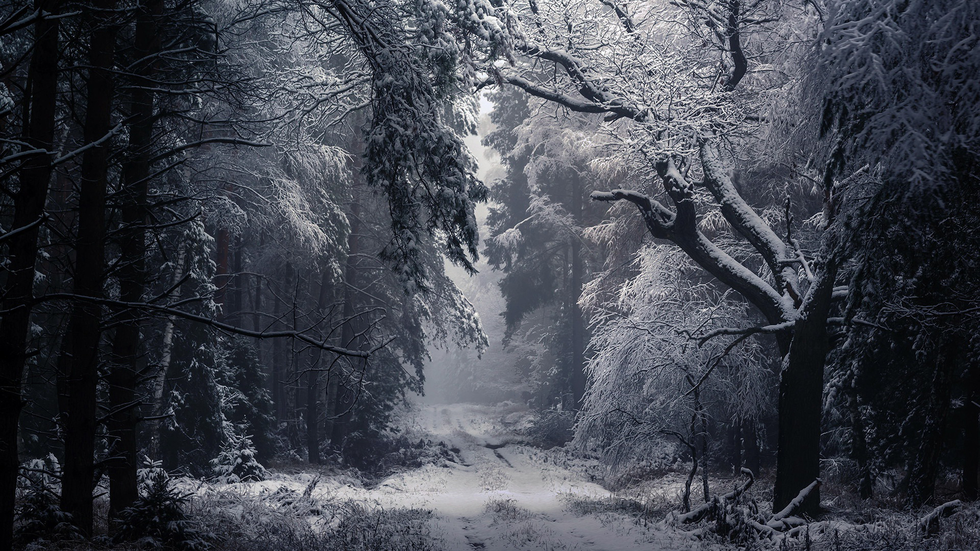 Snowy Woods Wallpapers - Top Free Snowy Woods Backgrounds - WallpaperAccess