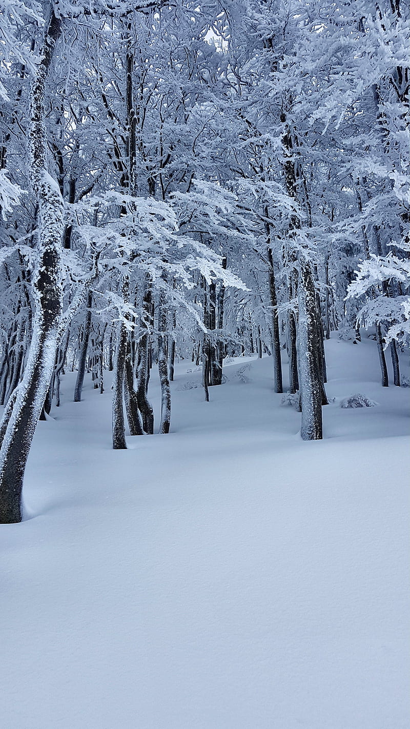 Snowy Woods Wallpapers - Top Free Snowy Woods Backgrounds - WallpaperAccess