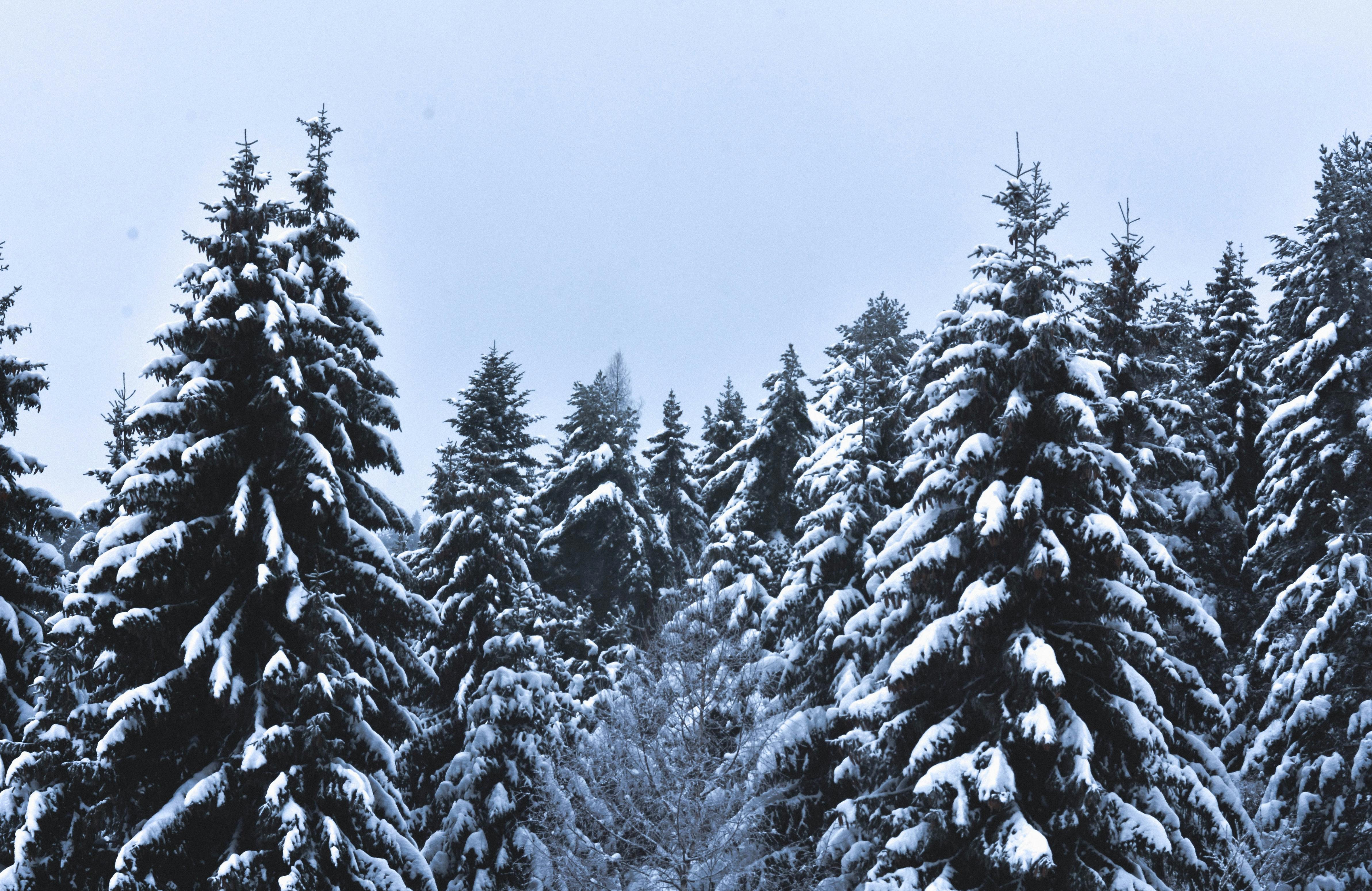Snowy Woods Wallpapers - Top Free Snowy Woods Backgrounds - WallpaperAccess