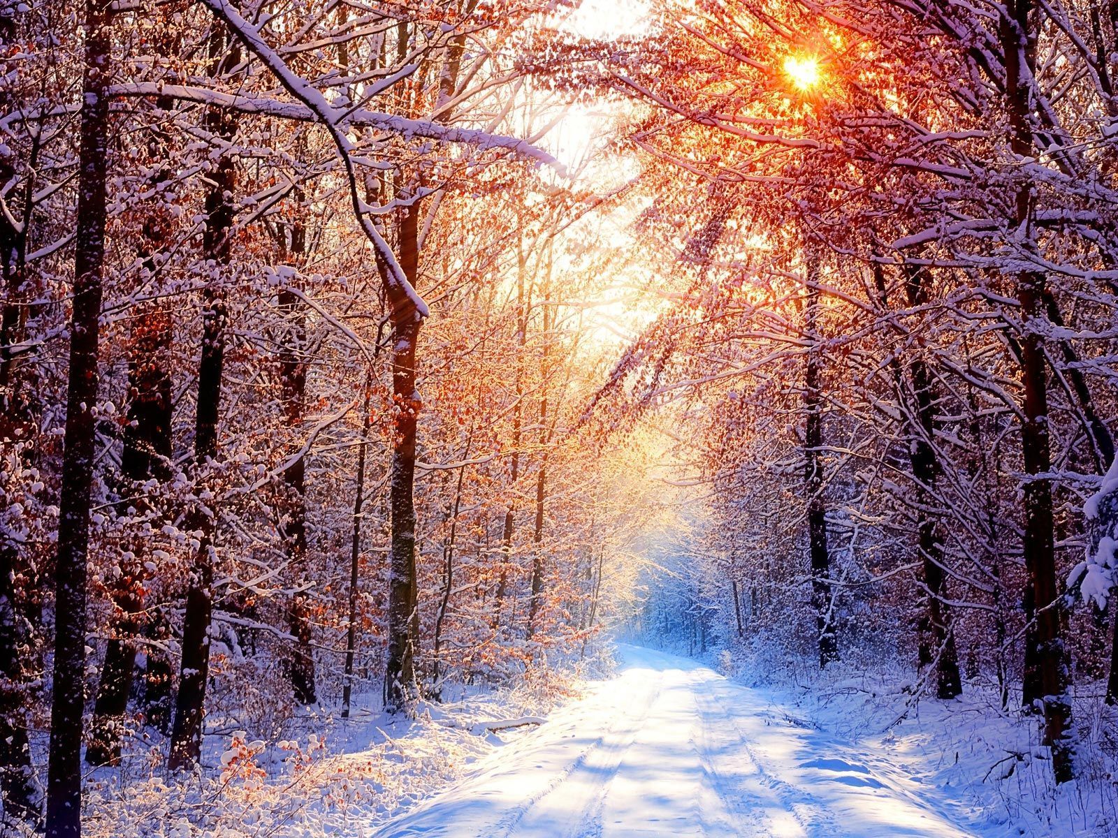 Snowy Woods Wallpapers - Top Free Snowy Woods Backgrounds - WallpaperAccess