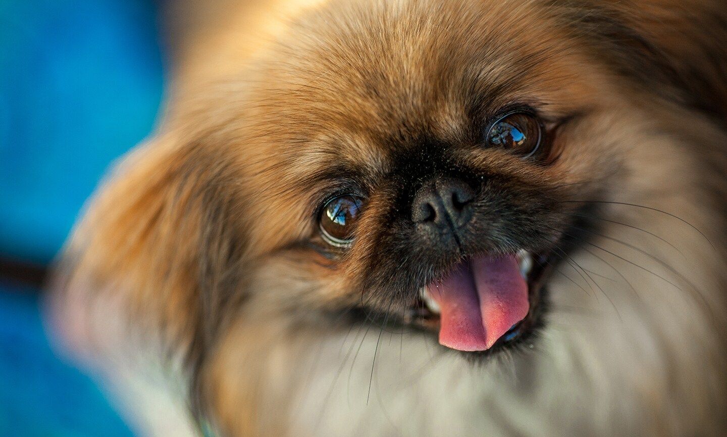 Pekingese Wallpapers - Top Free Pekingese Backgrounds - WallpaperAccess