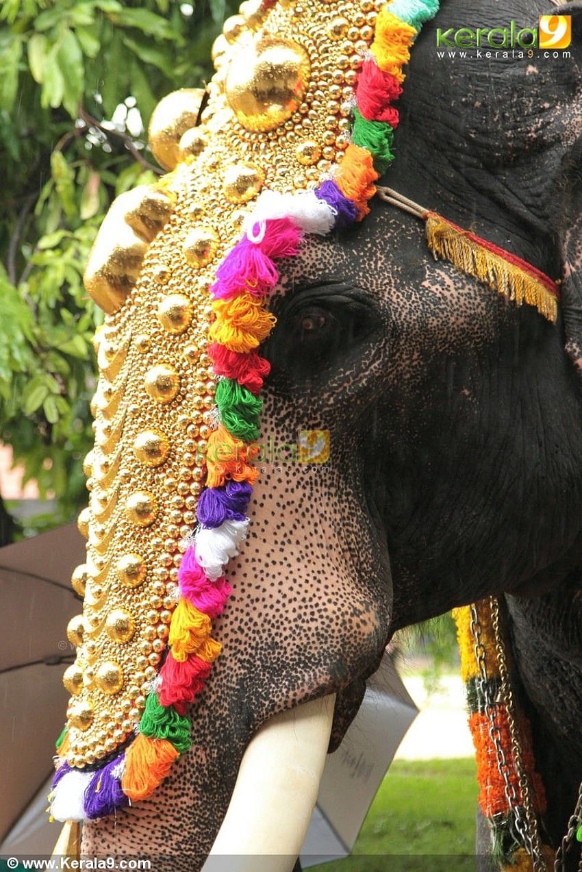 Thrissur Pooram Wallpapers - Top Free Thrissur Pooram Backgrounds ...