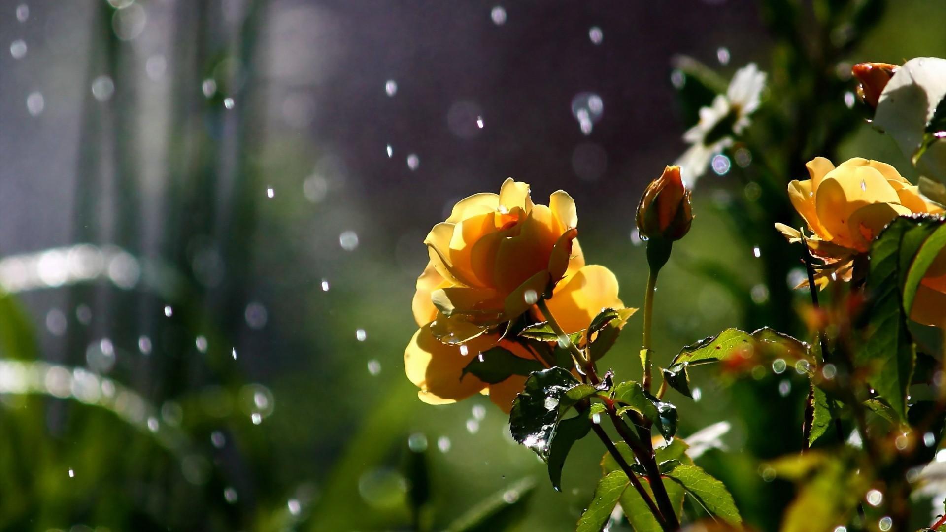 Nature Rain Wallpapers - Top Free Nature Rain Backgrounds - WallpaperAccess