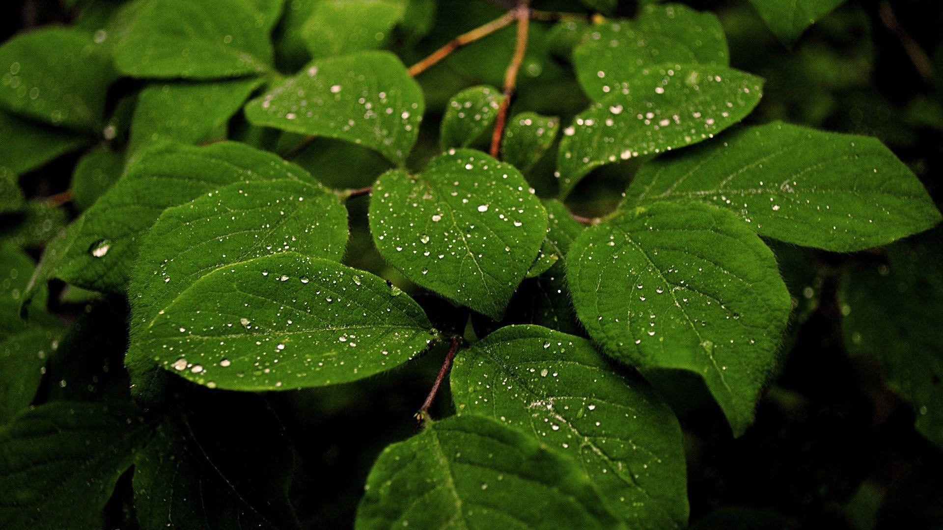 Rainy Nature Wallpapers - Top Free Rainy Nature Backgrounds ...