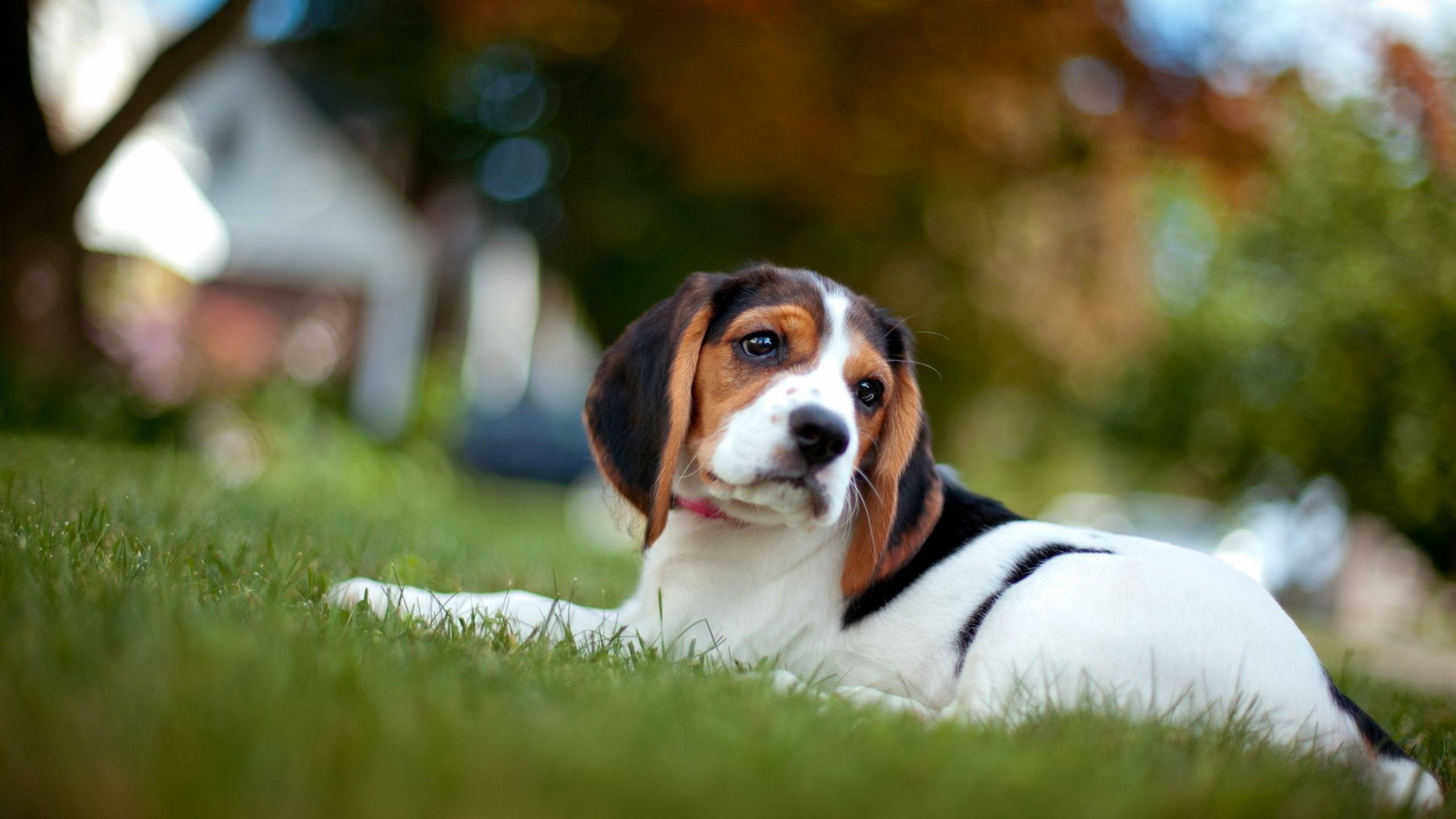 Beagle Wallpapers - Top Free Beagle Backgrounds - WallpaperAccess