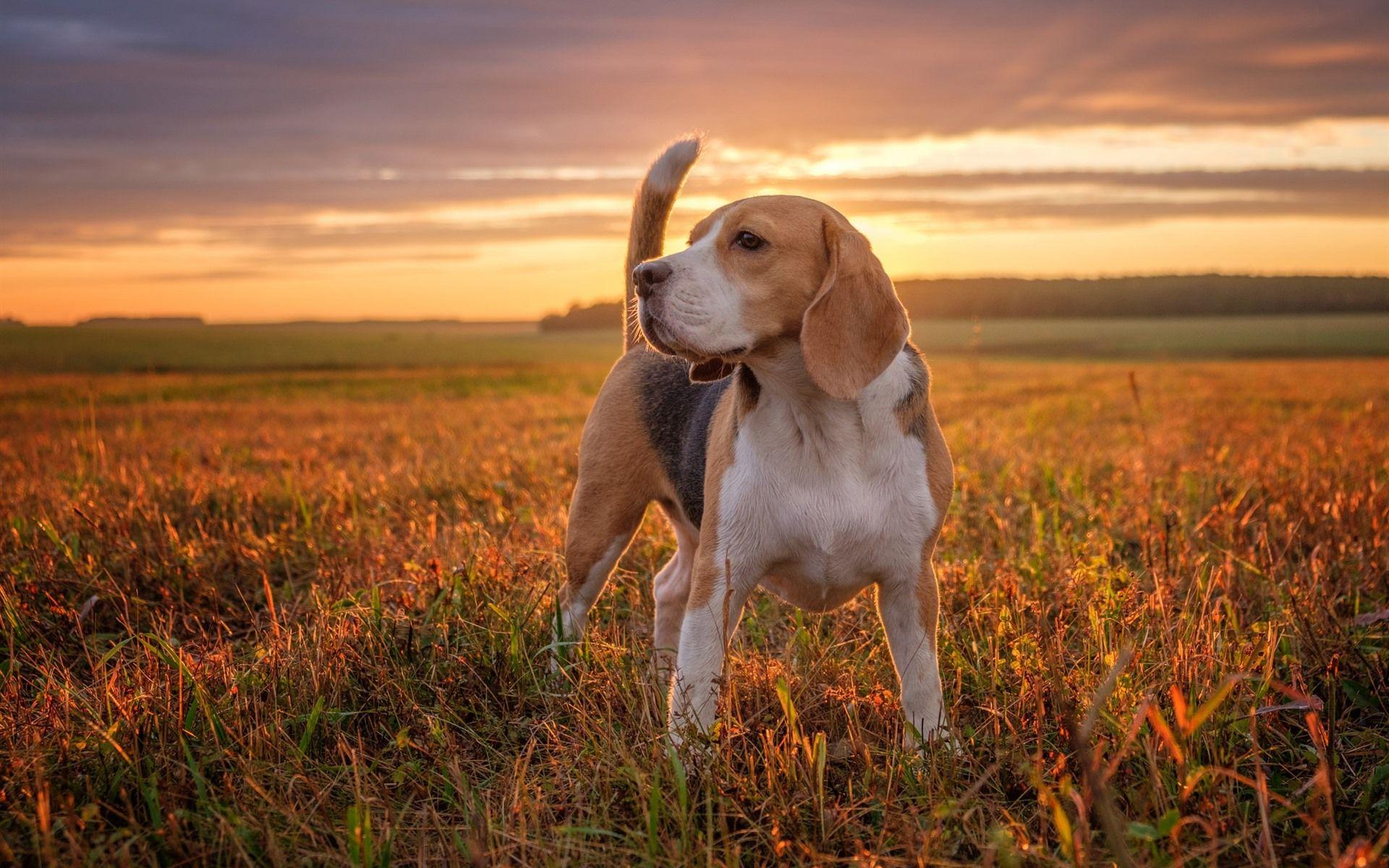 Beagle Wallpapers - Top Free Beagle Backgrounds - WallpaperAccess