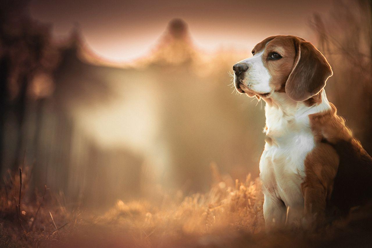 Beagle Wallpaper 2 3
