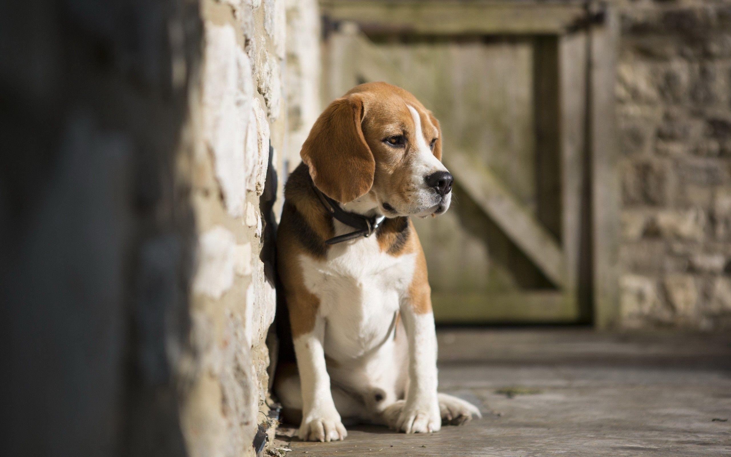 Beagle Wallpapers - Top Free Beagle Backgrounds - WallpaperAccess