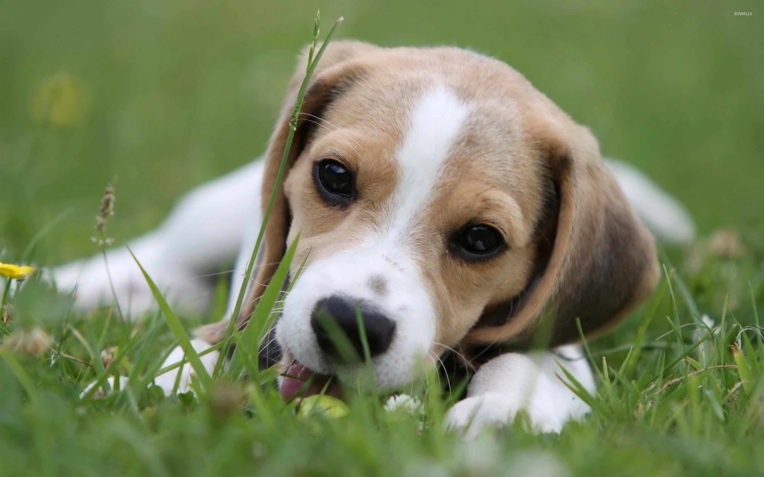 Beagle Wallpapers - Top Free Beagle Backgrounds - WallpaperAccess