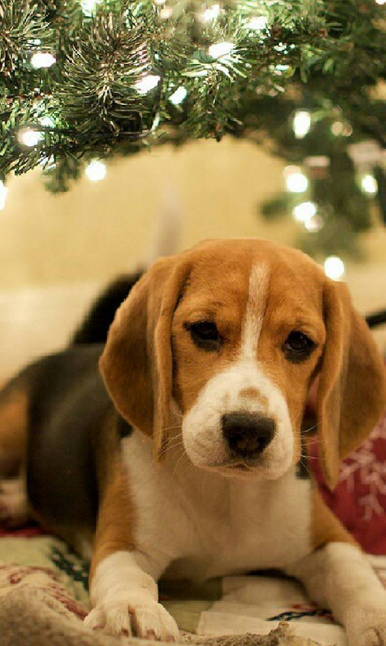 Beagle iPhone Wallpapers - Top Free Beagle iPhone Backgrounds ...