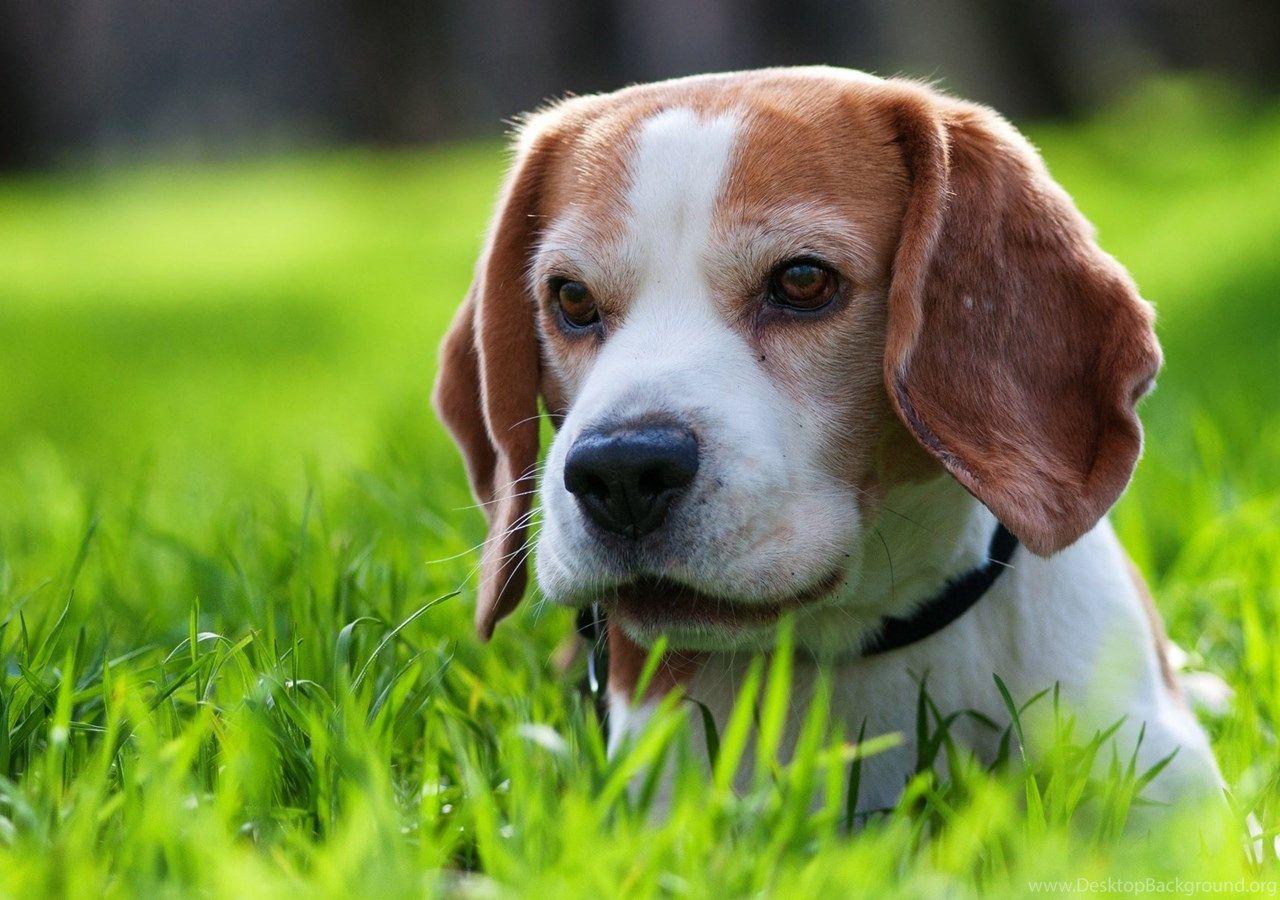 Beagle Wallpapers - Top Free Beagle Backgrounds - WallpaperAccess
