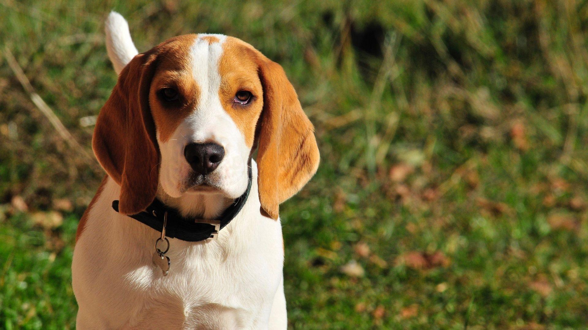 Beagle Wallpapers - Top Free Beagle Backgrounds - WallpaperAccess