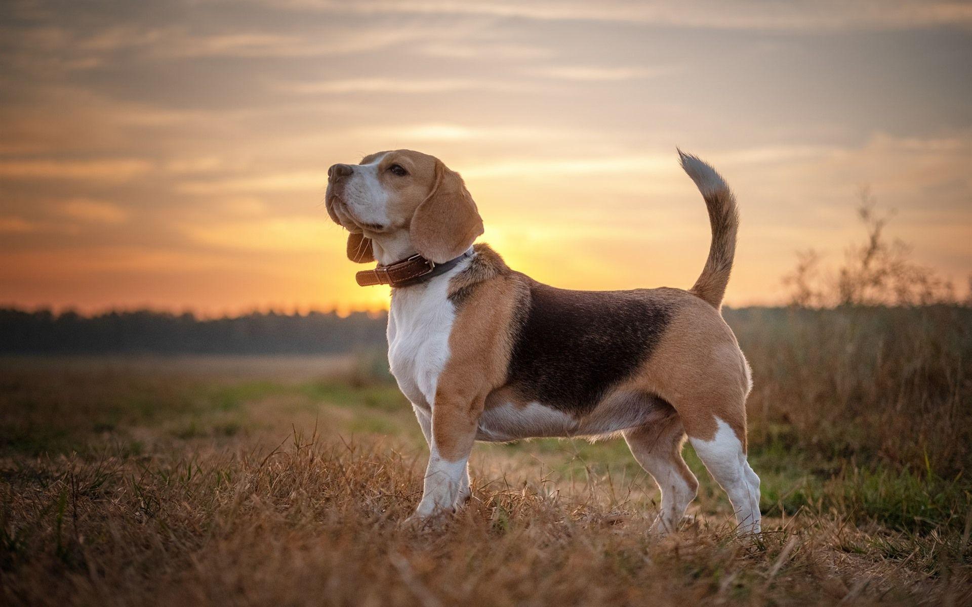 Beagle Wallpapers - Top Free Beagle Backgrounds - WallpaperAccess