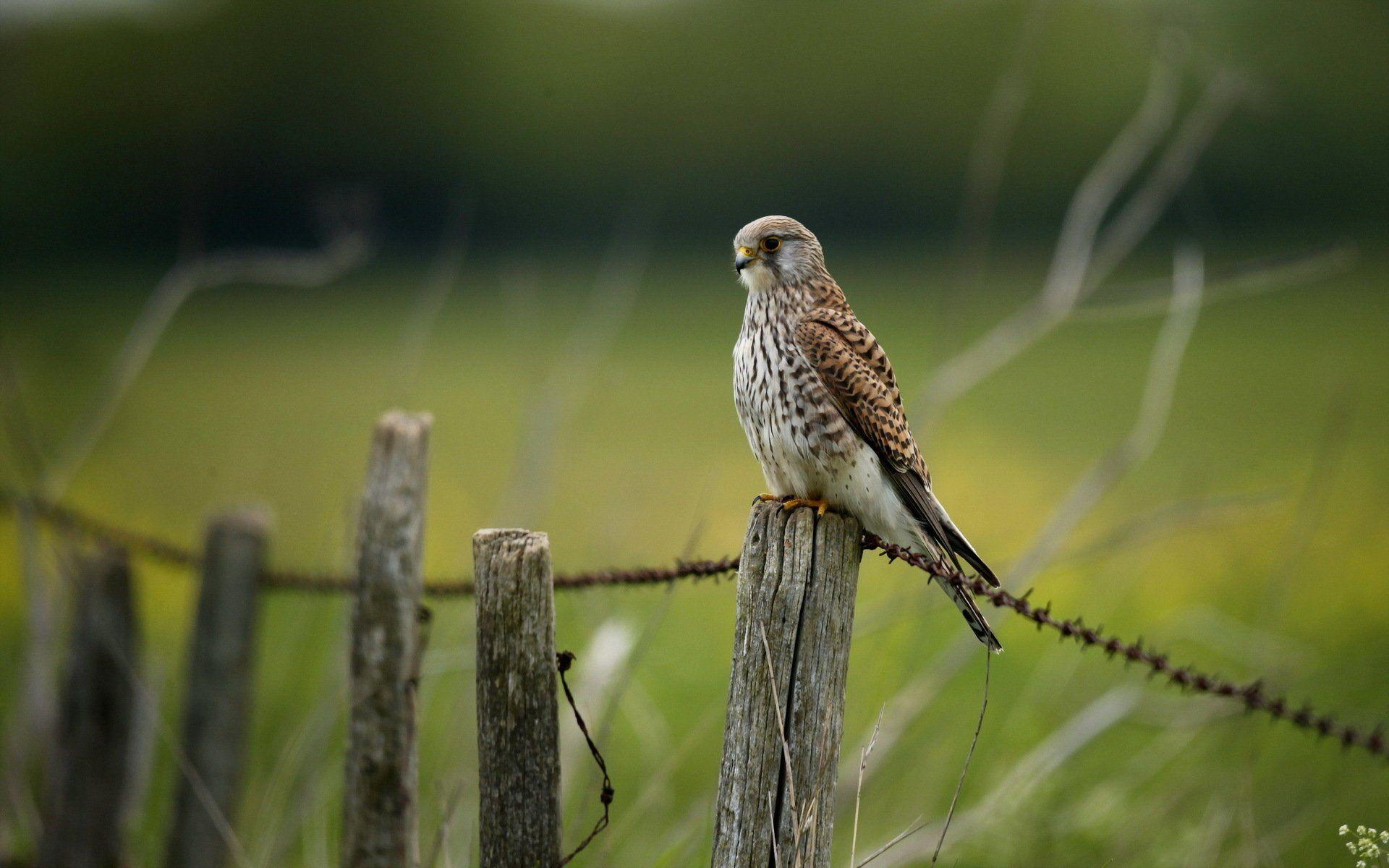 Falcon Bird Wallpapers - Top Free Falcon Bird Backgrounds - WallpaperAccess