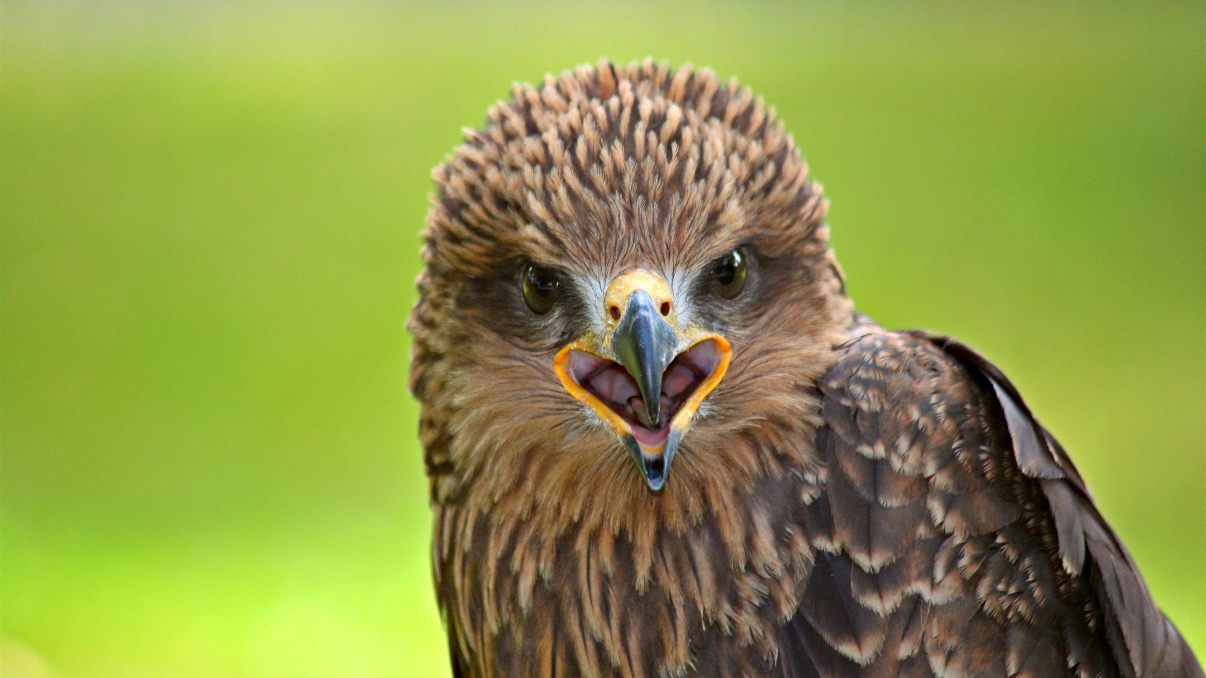 Falcon Bird Wallpapers - Top Free Falcon Bird Backgrounds - WallpaperAccess