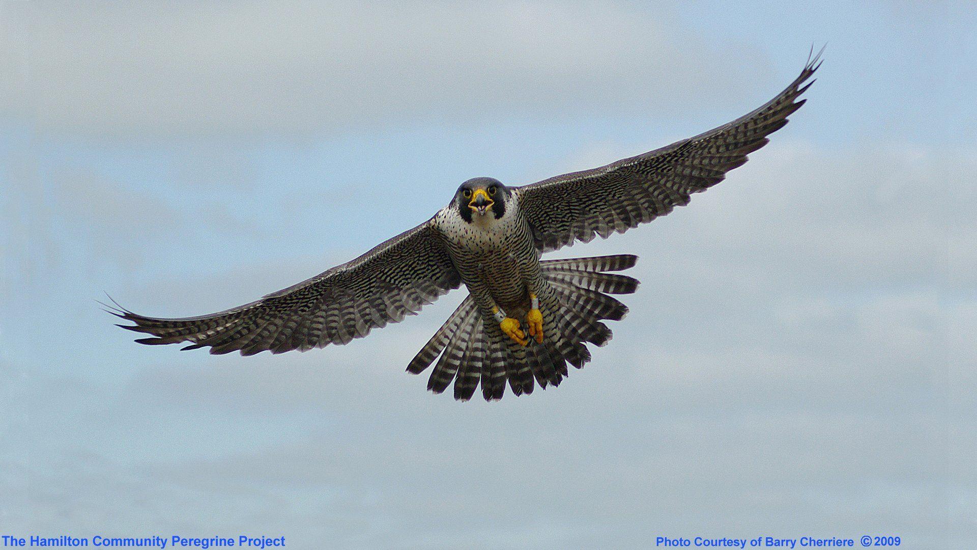 Falcon Bird Wallpapers - Top Free Falcon Bird Backgrounds - WallpaperAccess