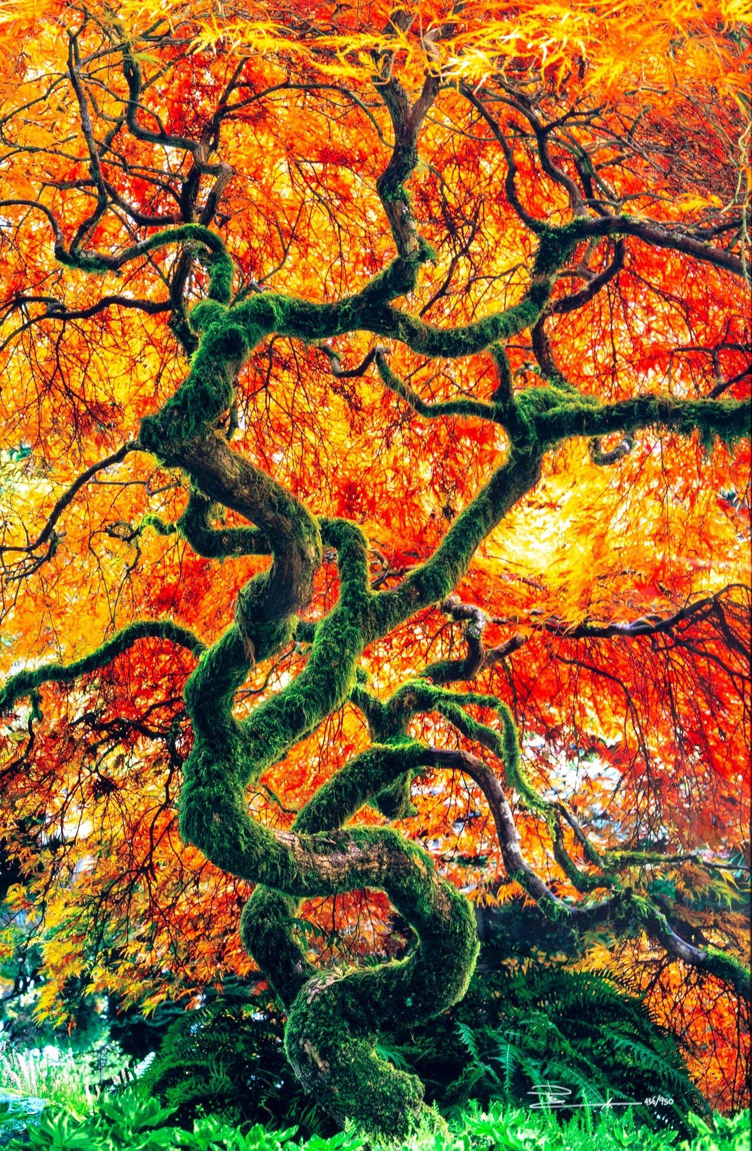 Peter Lik Wallpapers - Top Free Peter Lik Backgrounds - WallpaperAccess