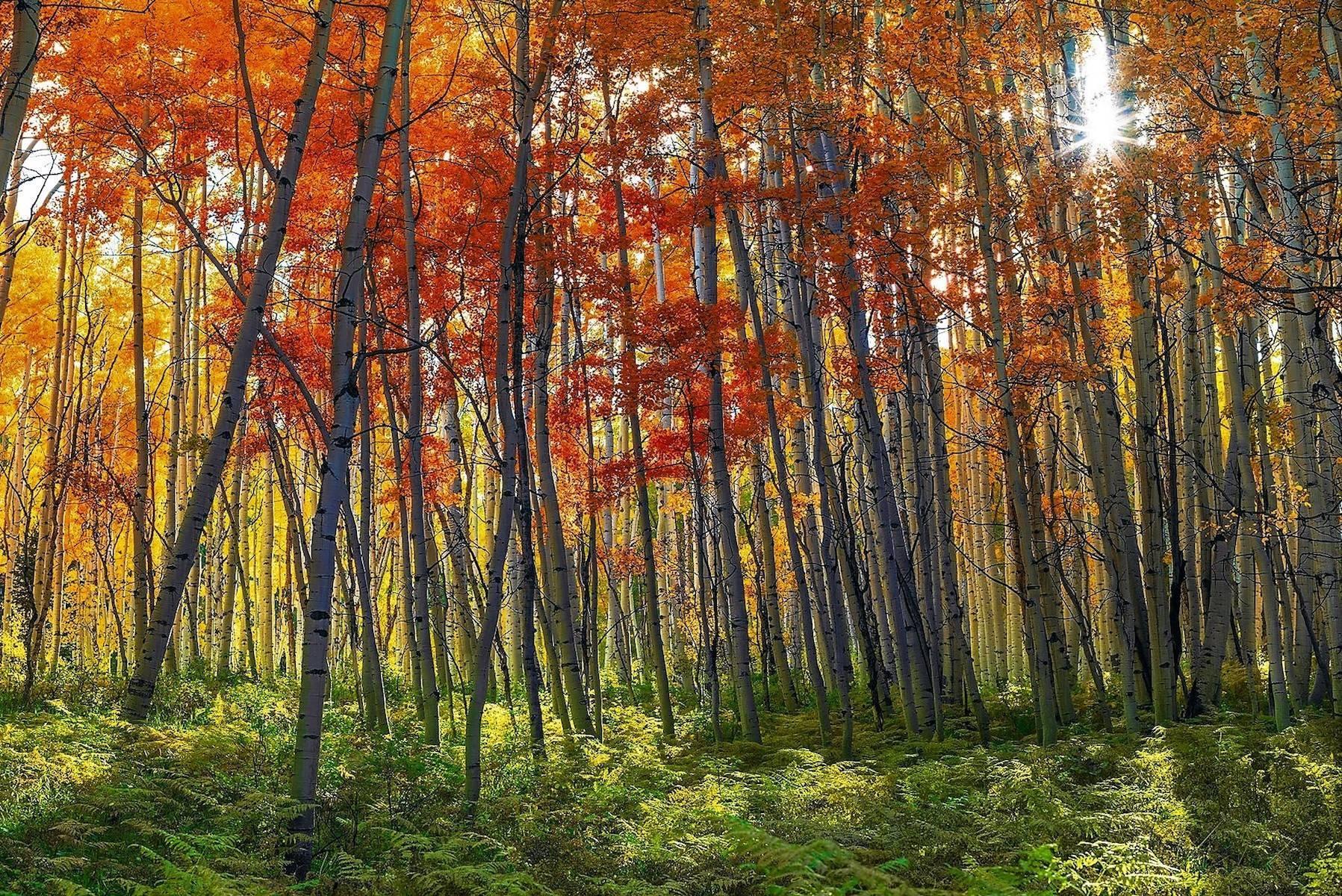 Peter Lik Wallpapers - Top Free Peter Lik Backgrounds - WallpaperAccess