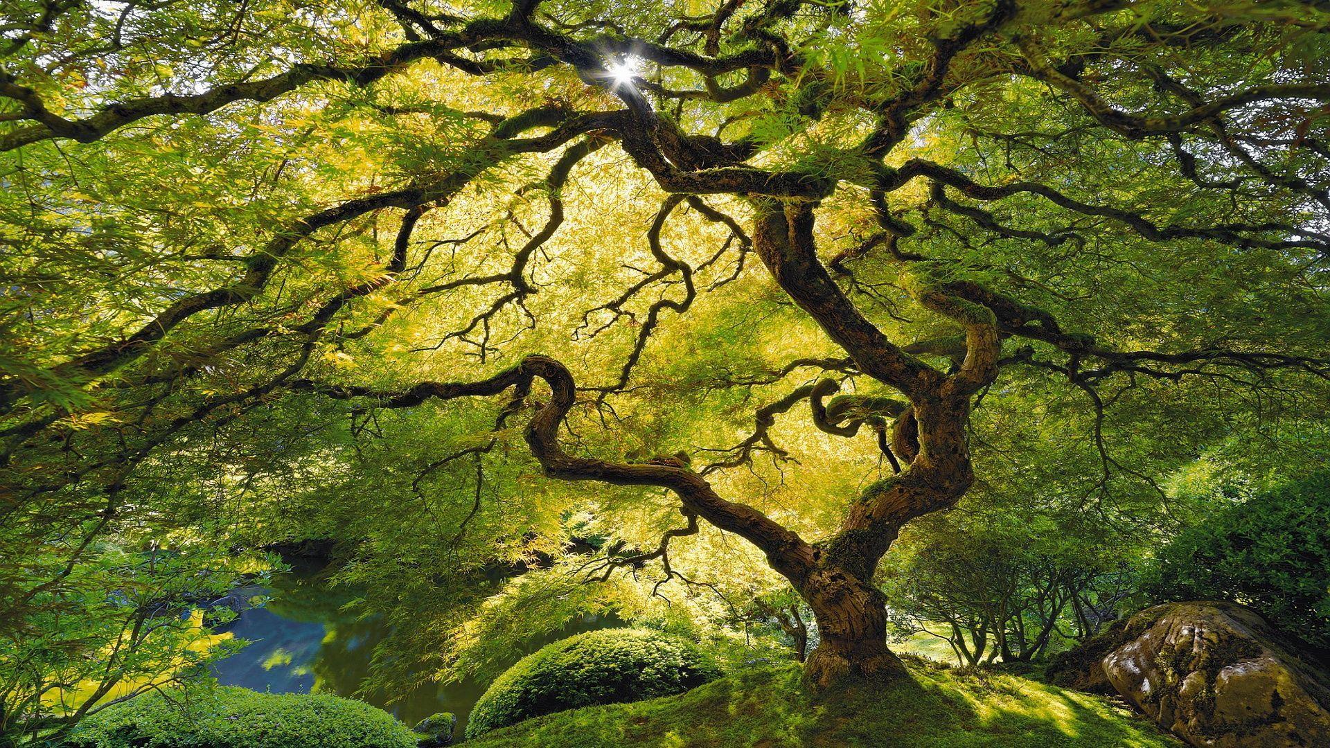 Peter Lik Wallpapers - Top Free Peter Lik Backgrounds - WallpaperAccess